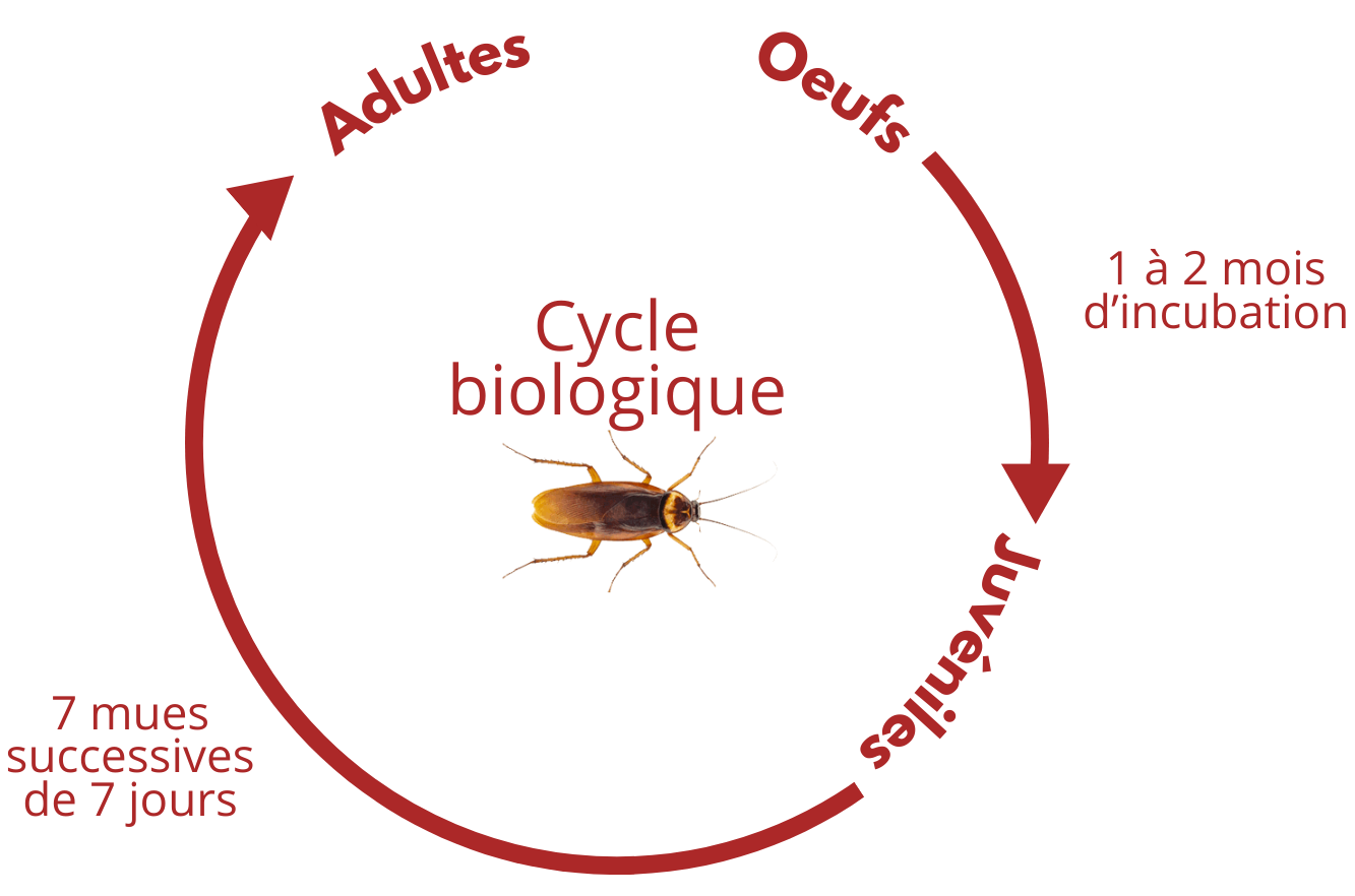 Comprendre les cycles de reproduction des insectes nuisibles pour mieux ...